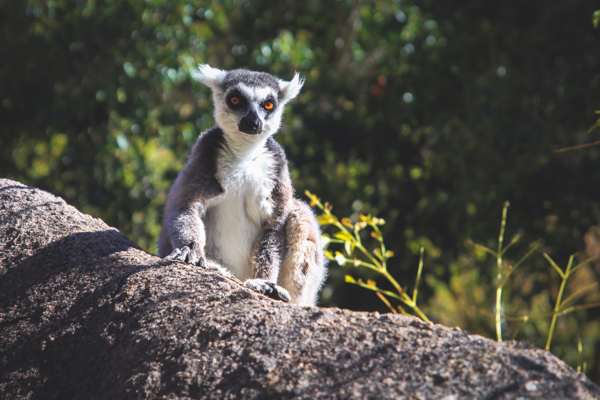 Las especies en peligro de extinción este 2025 | Futuro Verde